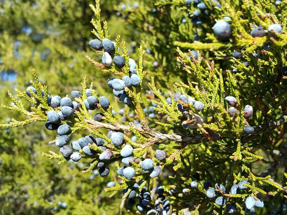 15 Trees Every Outdoor Lover Should Learn to Identify