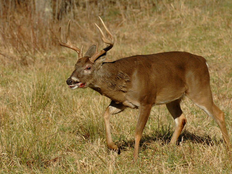Anatomy of a Buck Brawl: We Analyze a 50-Minute Fight Between Two ...