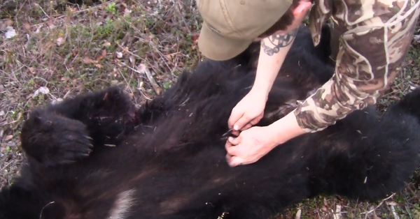 How to Decode a Black Bear's Body Language