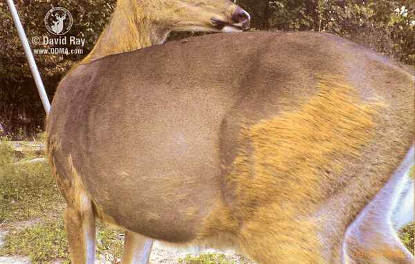 Have You Seen These Deer Diseases In Your Local Woods?