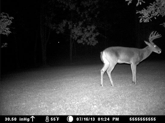 The 6 Best Tree Species for Planting a Deer Orchard