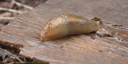 Survival Food: 5 Ways to Eat Snails and Slugs