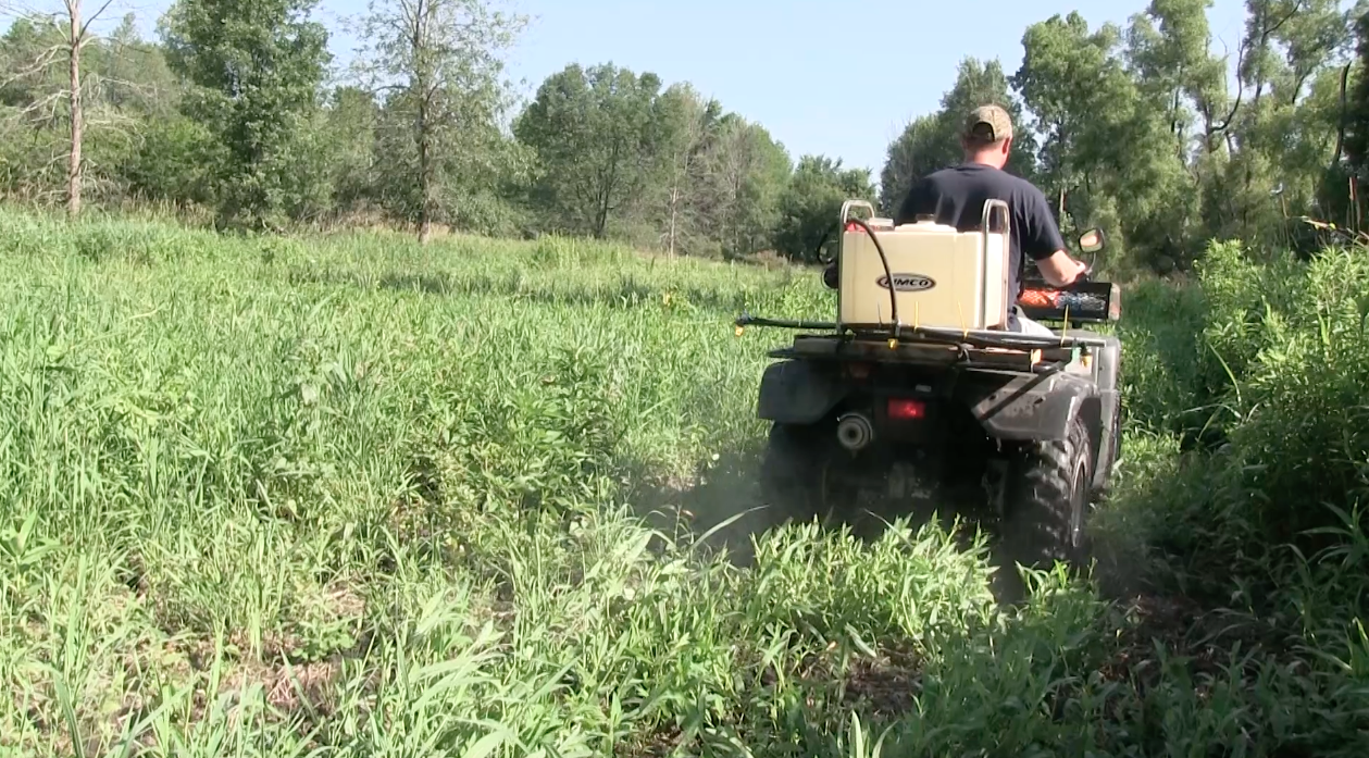 The Cheapest Food Plot You'll Ever Plant