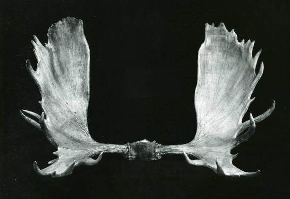 The Top 40 Biggest Moose Ever Taken