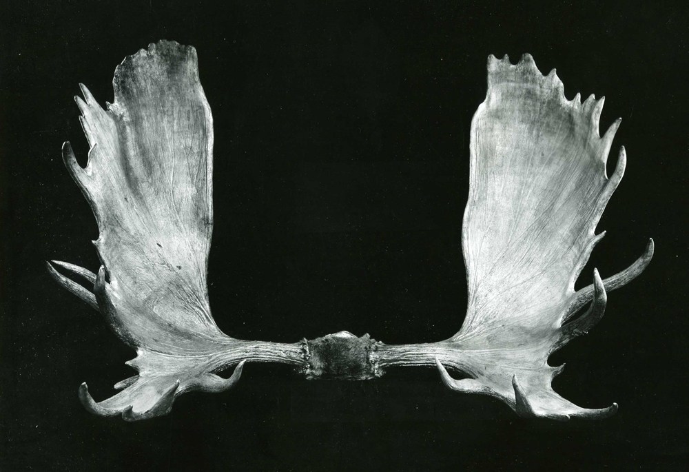The Top 40 Biggest Moose Ever Taken