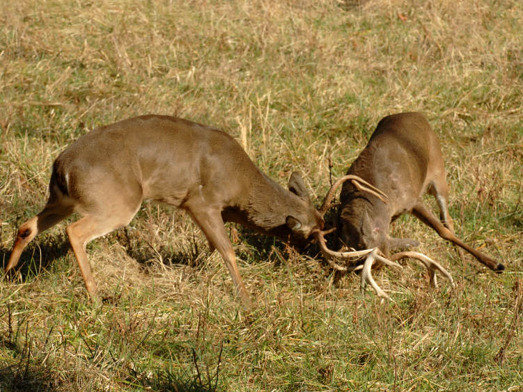 Anatomy of a Buck Brawl: We Analyze a 50-Minute Fight Between Two ...
