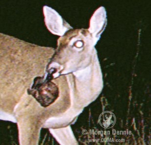 Have You Seen These Deer Diseases In Your Local Woods?