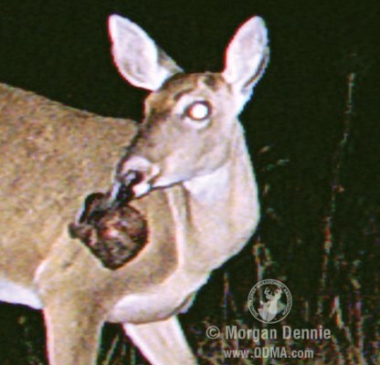 Have You Seen These Deer Diseases In Your Local Woods?