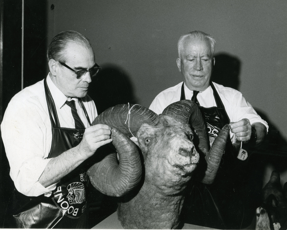 World Record Sheep: The Biggest Boone & Crockett Bighorn and Stone's Sheep