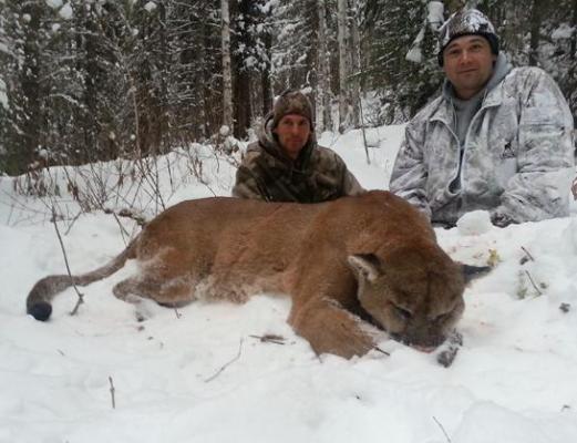 The True Story Behind Viral Monster Mountain Lion Photos