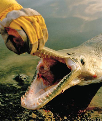 Texas Anglers Catch Melanistic Alligator Gar | Outdoor Life