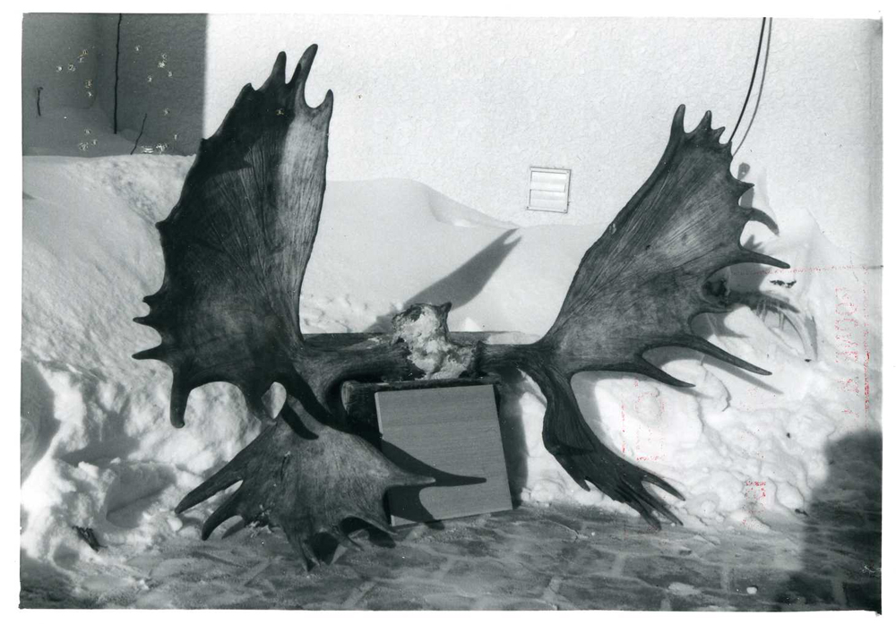 The Top 40 Biggest Moose Ever Taken