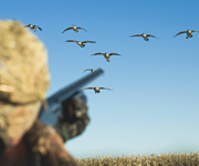 New GPS Transmitter Lets Us Track Ducks Better Than Ever | Outdoor Life