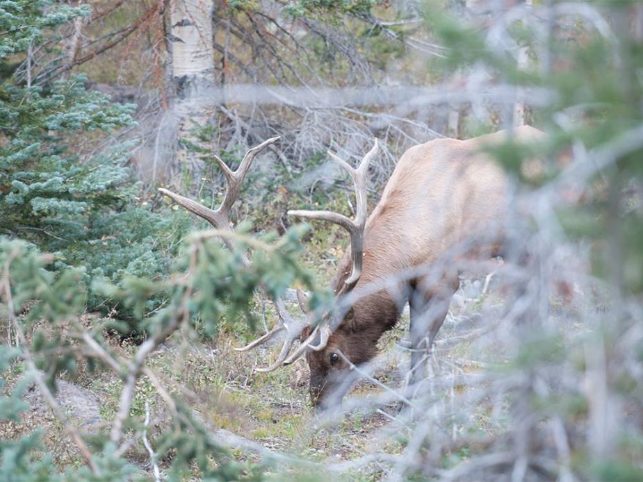 Top 10 DIY Western Hunts