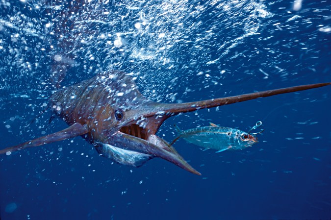 How to Catch (and Eat) Eels