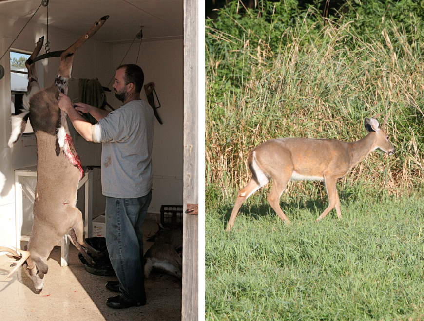 This Side Up: What's the Best Way to Hang a Deer?