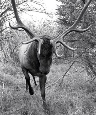 Bob Butz Archives | Outdoor Life