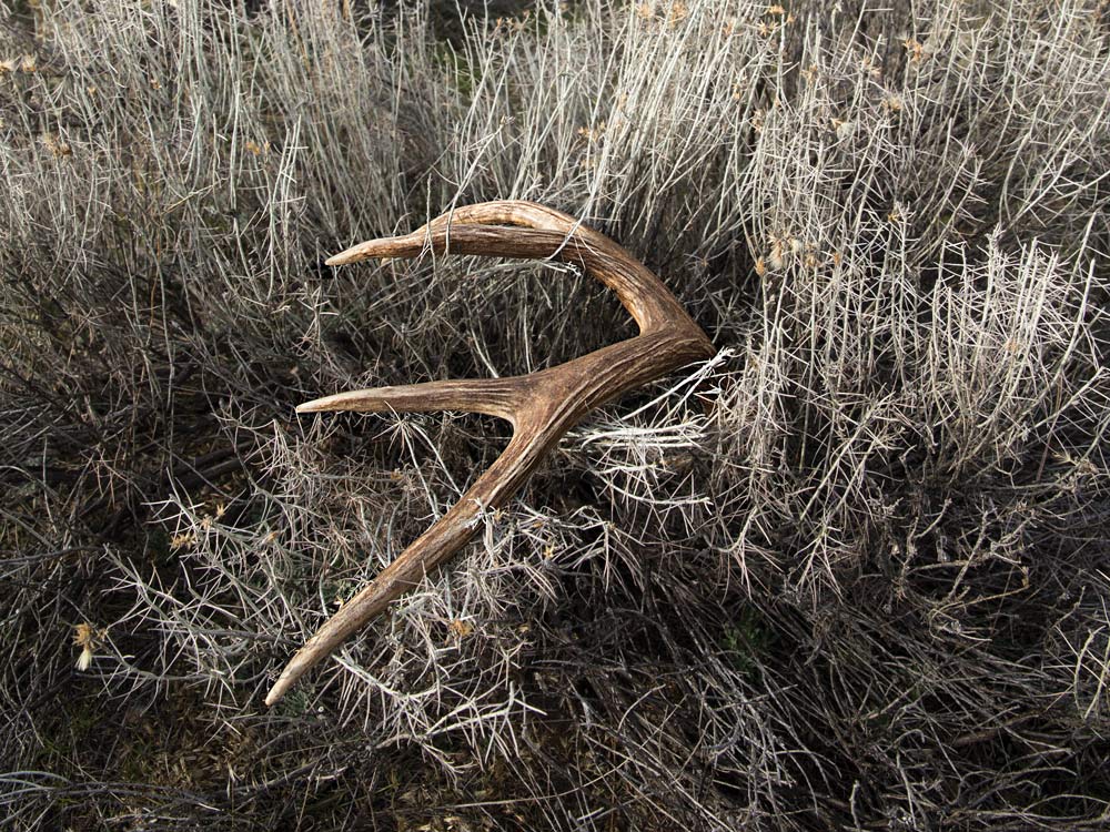 Mule Deer Shed Hunting Shed Hunting: Ultimate Guide To Finding Antlers