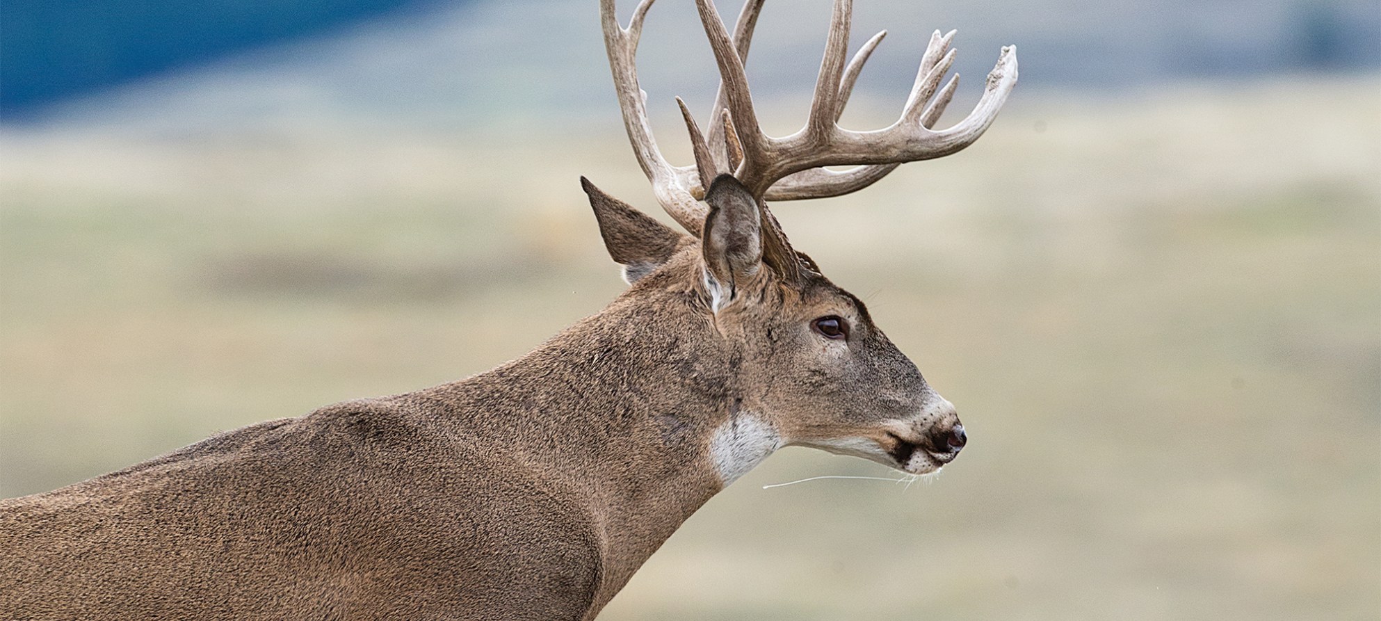 Deer Hunting Tips for Opening Day