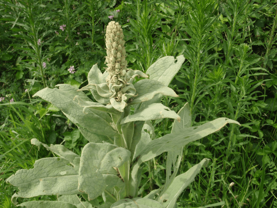 How to Identify and Use the Common Mullein for Natural Uses and ...