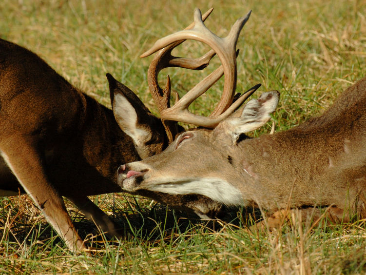 Anatomy of a Buck Brawl: We Analyze a 50-Minute Fight Between Two ...