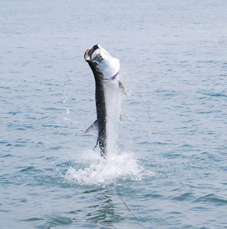 The Story Behind the Biggest Tarpon Ever Caught | Outdoor Life