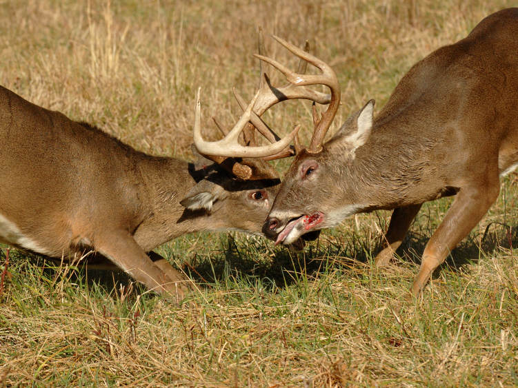 White Tailed Deer Fighting
