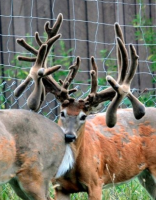 Freak Show Bucks: A Hard Look at Breeding For Antlers