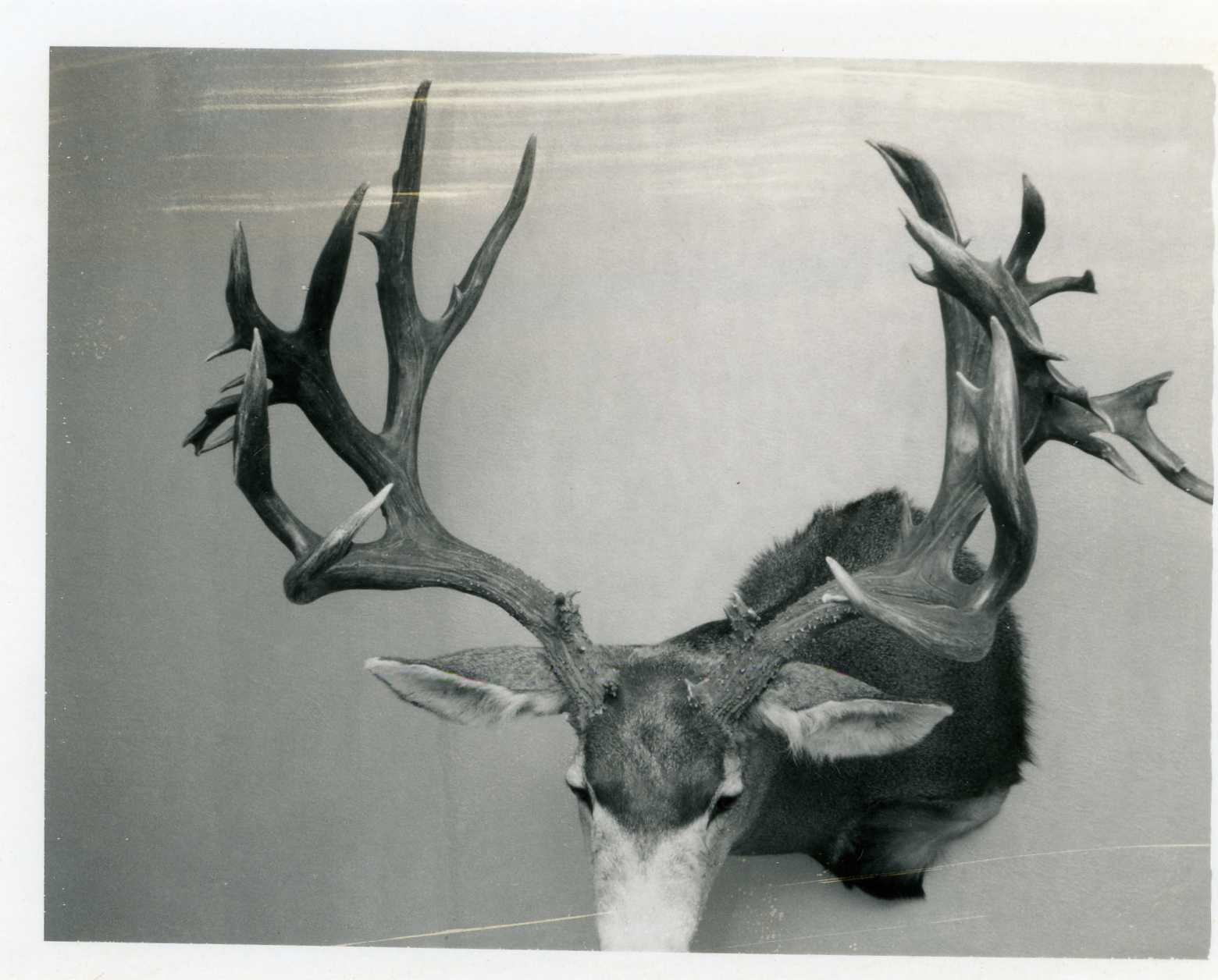 The Top 40 Typical and Nontypical Mule Deer of All Time