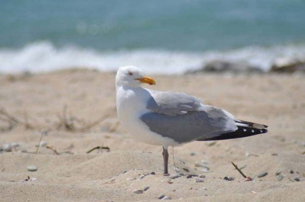 Which Wild Animals Are Safe to Eat in a Survival Situation?