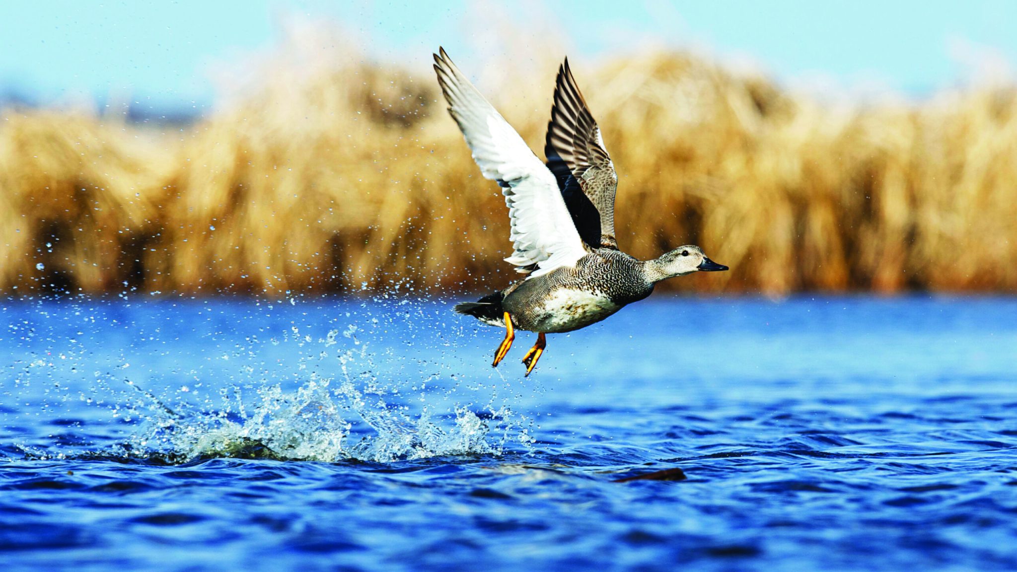 How Ducks See: The Science Behind Waterfowl Eyesight