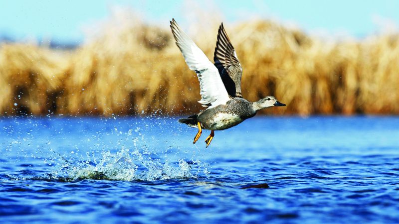 How Ducks See: The Science Behind Waterfowl Eyesight