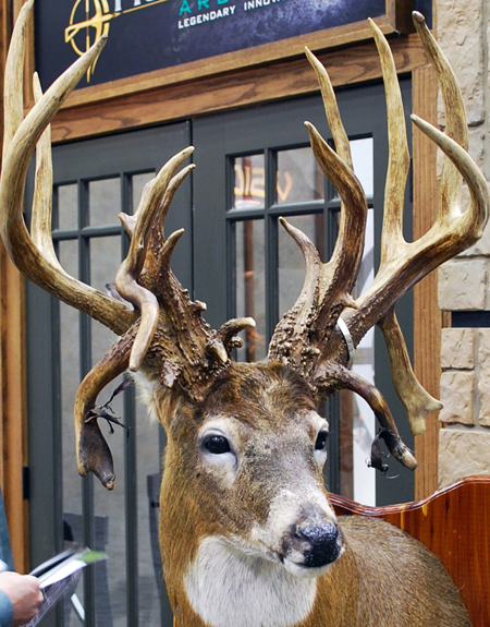 The Biggest Buck You've Never Seen Before