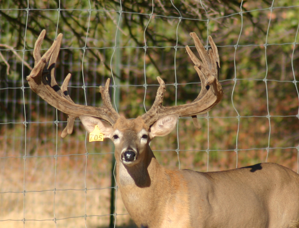 Freak Show Bucks: A Hard Look at Breeding For Antlers