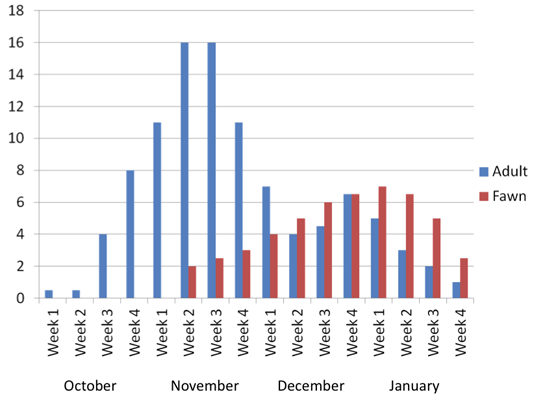 Whitetail Facts: 16 Things to Know About Fawns