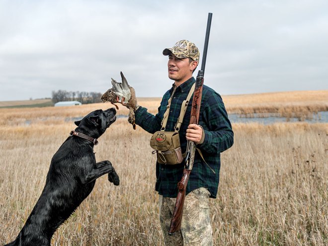 English Lab vs American Lab | Outdoor Life