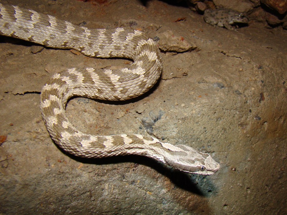 Top 10 Venomous Snakes to Look Out for on a Hunting Trip