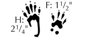How to Identify Tracks of 10 Common North American Species