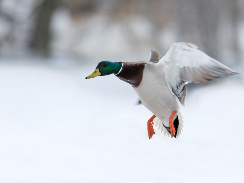 A Waterfowler's Top 10 Favorite Duck Species