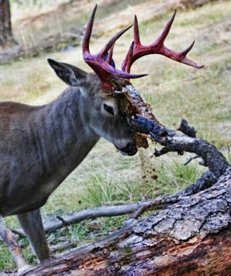 25 Top Deer Questions