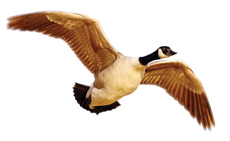 Best Duck Loads: How to Pick the Right Shell for the Right Bird