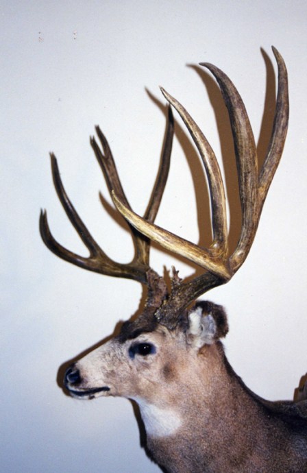 The Top 40 Typical and Nontypical Mule Deer of All Time