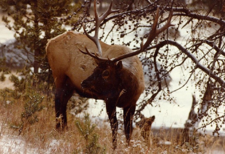 Wild Game: A Nutrition Guide for Game Animals in North America