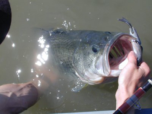Bass Facts and Myths: 19 Things You Didn't Know About Bass