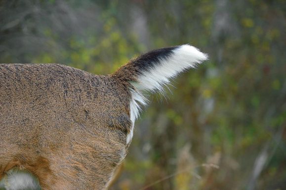 8 Ways Whitetails Communicate with Their Tails, and What Each Means for ...