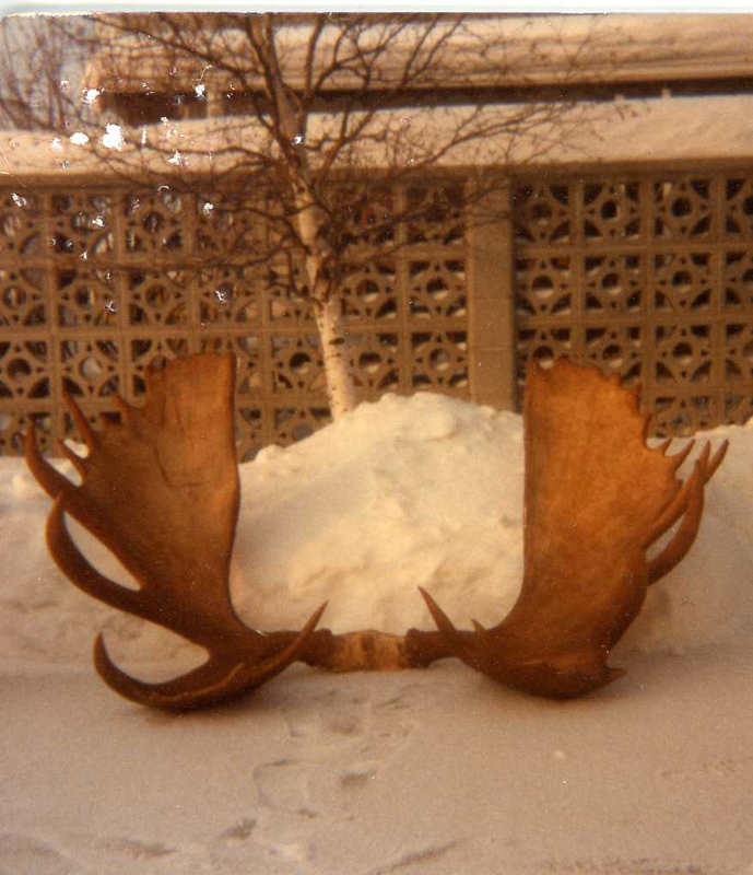 The Top 40 Biggest Moose Ever Taken