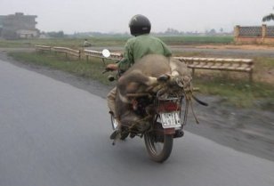 19 Ways to Transport a Whitetail Deer