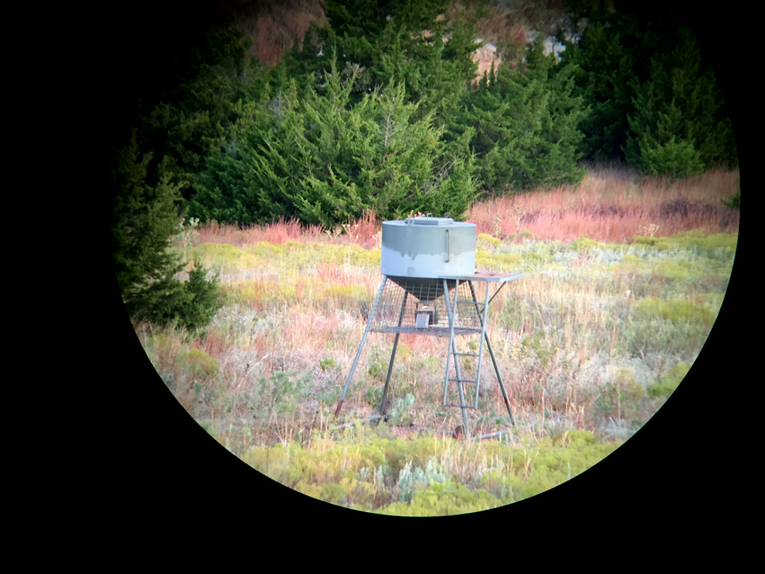 Quiz: The Deer Challenge