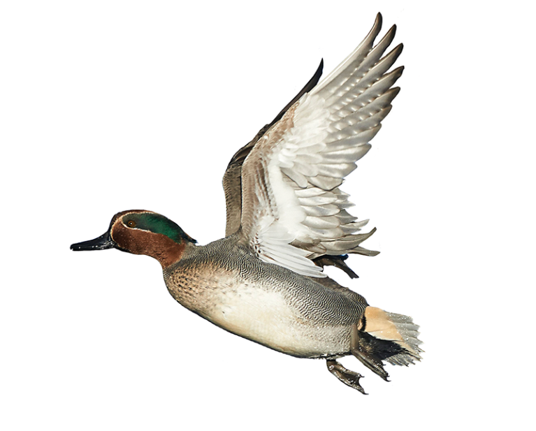Best Duck Loads: How to Pick the Right Shell for the Right Bird