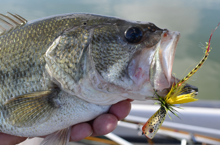 Bass Facts and Myths: 19 Things You Didn't Know About Bass